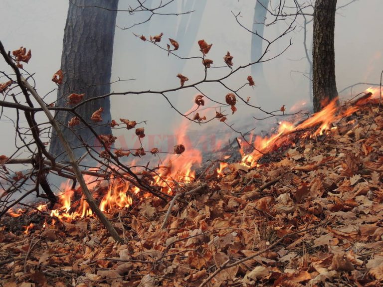 Mehedinţi: Incendiul din Parcul Natural Porțile de Fier s-a extins în ...