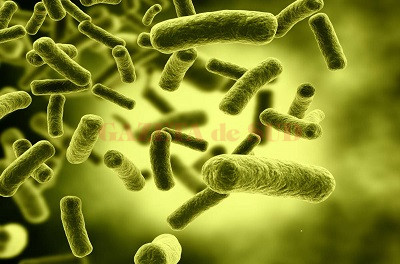 Bacteriile şi antibioticele - GAZETA de SUD