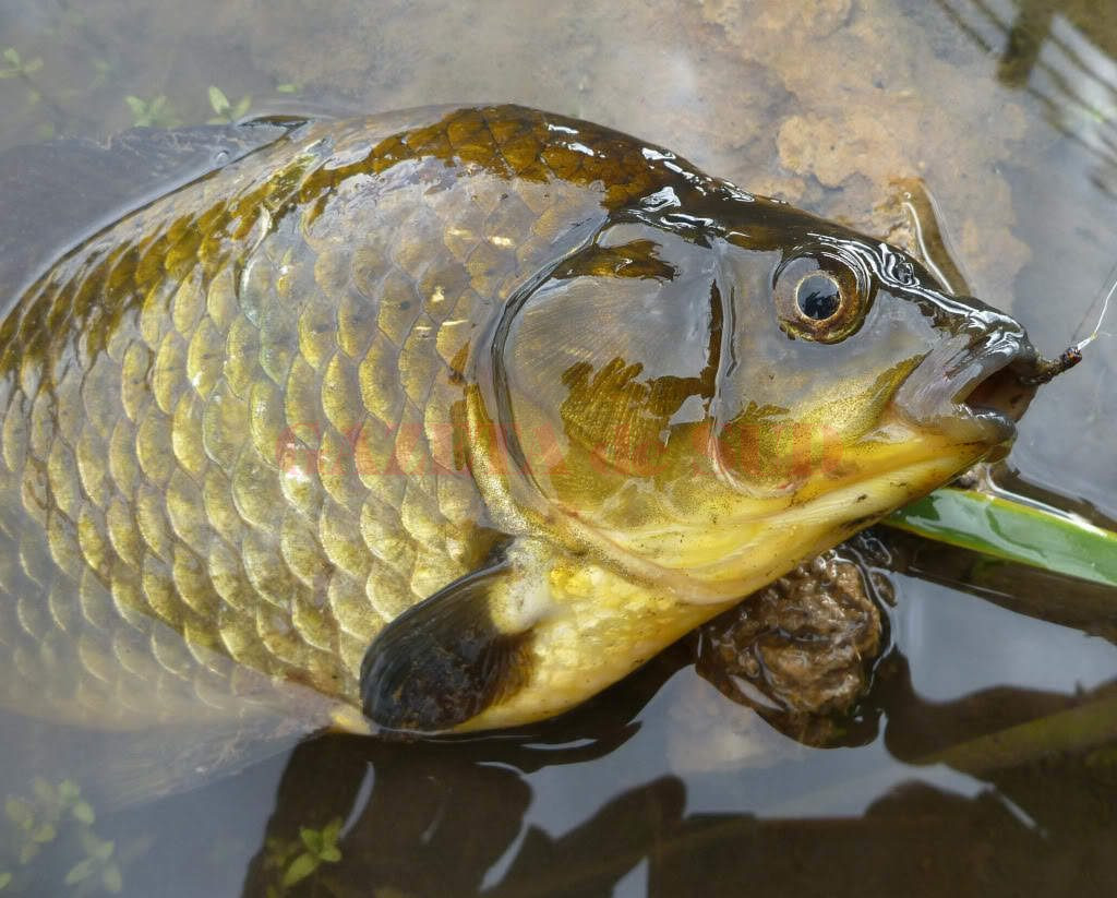 Carasul din Dunăre, în pericol de moarte - GAZETA de SUD