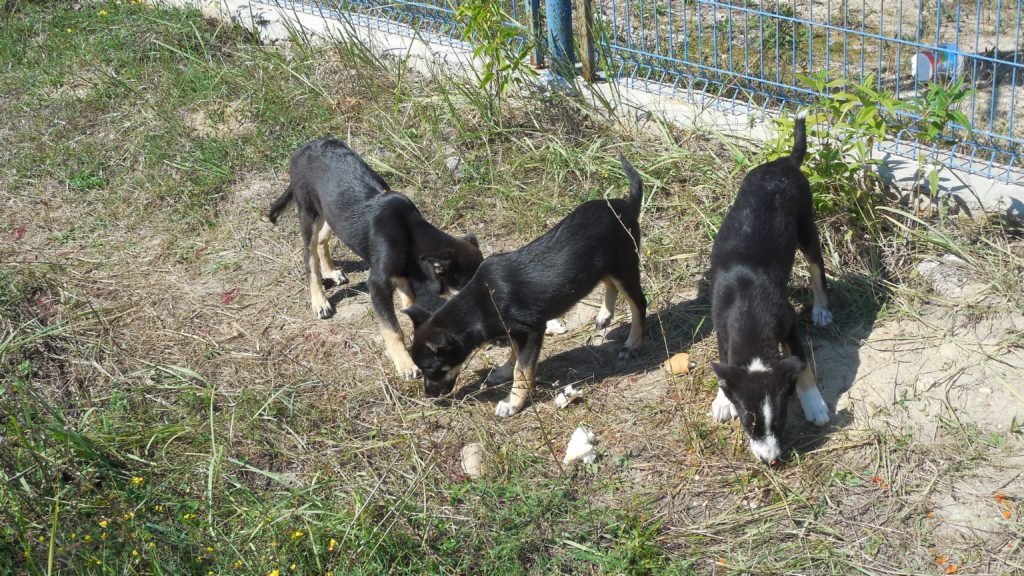 Campanie de sterilizări gratuite - GAZETA de SUD