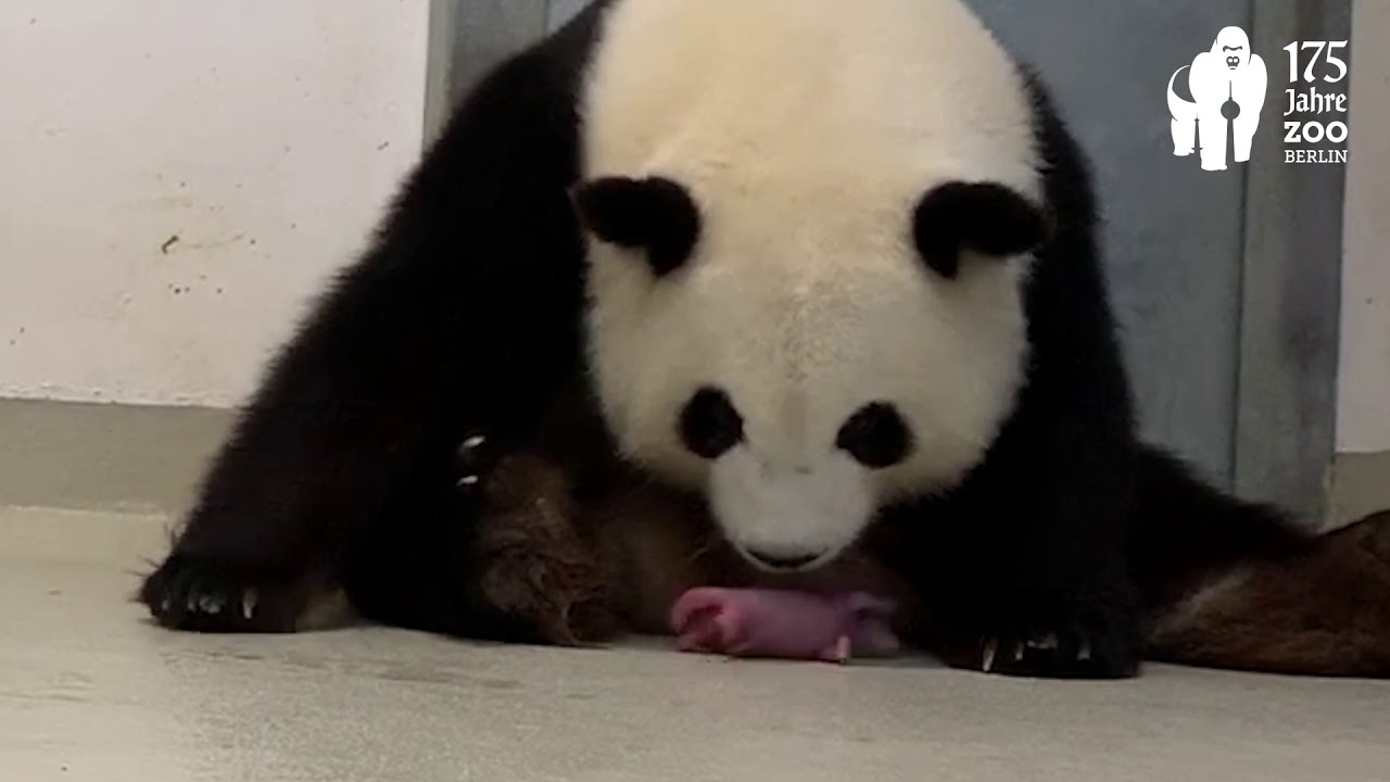 Primii pui de panda uriaş s-au născut la Grădina Zoologică din Berlin