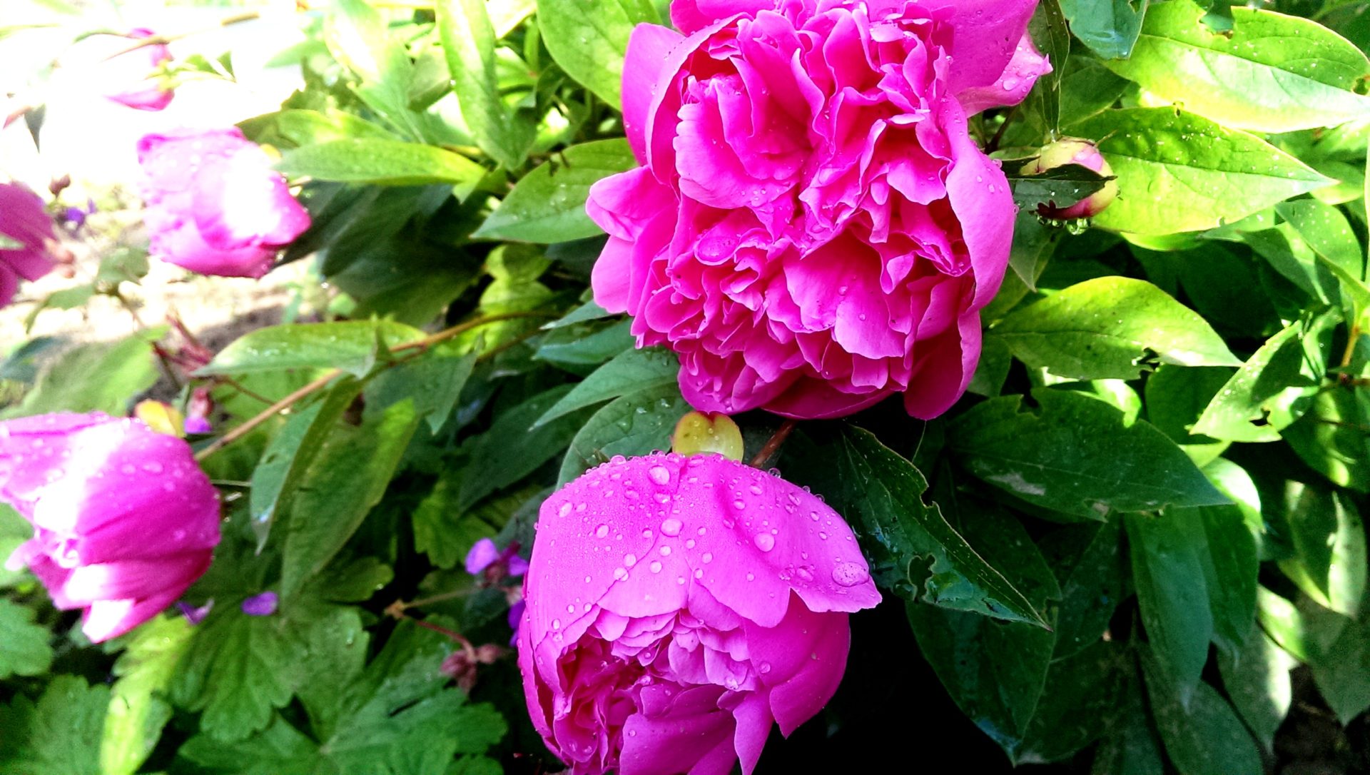 Bujorul, floarea ce înnobilează luna mai - GAZETA de SUD