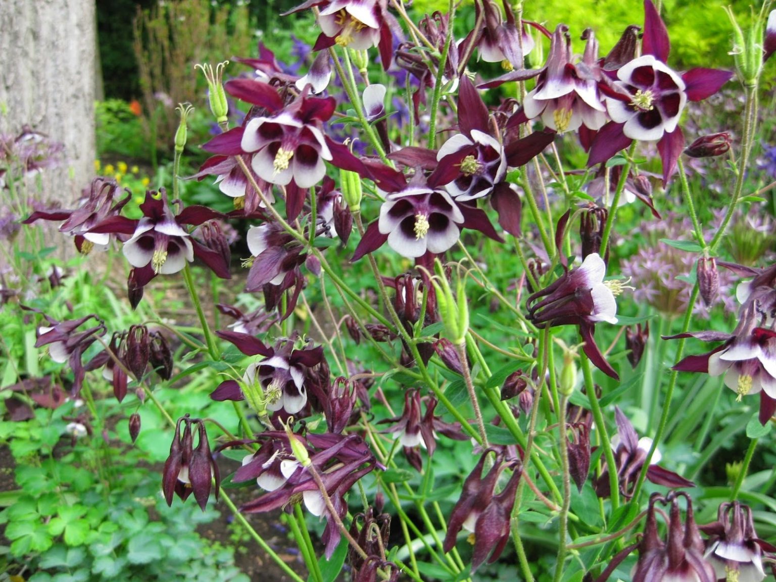 Căldăruşa, o floare frumoasă şi graţioasă - GAZETA de SUD