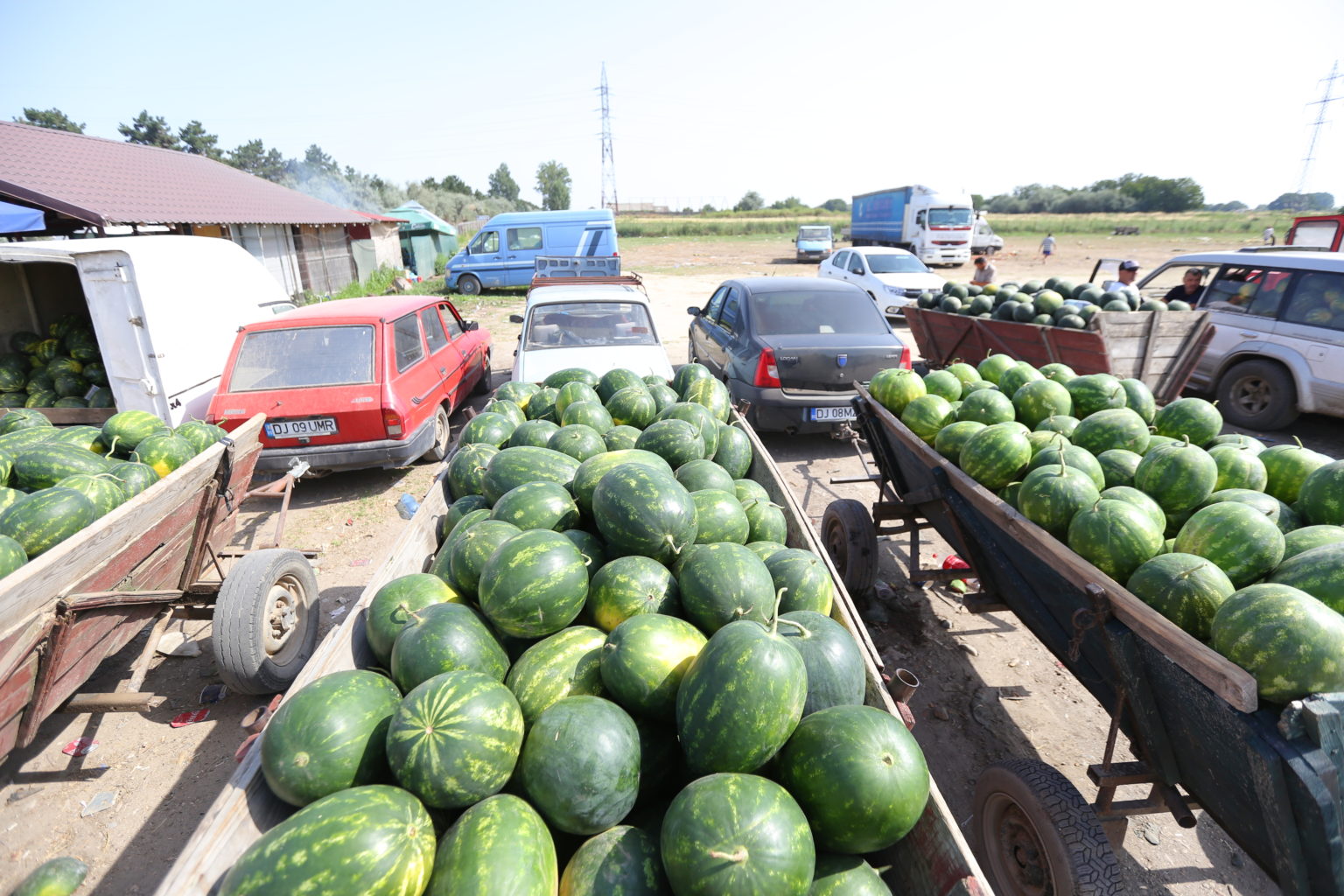 Lubeniţele de Dăbuleni se pălesc, cumpărătorii lipsesc - GAZETA de SUD