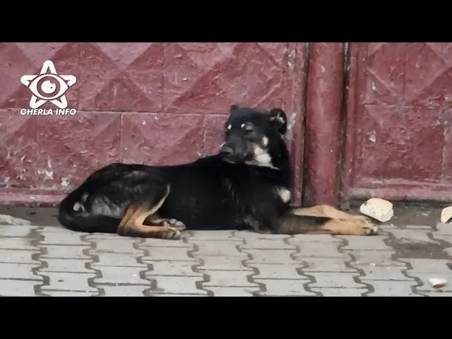 (VIDEO) Căţel, abandonat de stăpân, salvat de trecatori - GAZETA de SUD