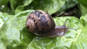 Metode simple și la îndemână pentru a scăpa de melcii din grădină ...