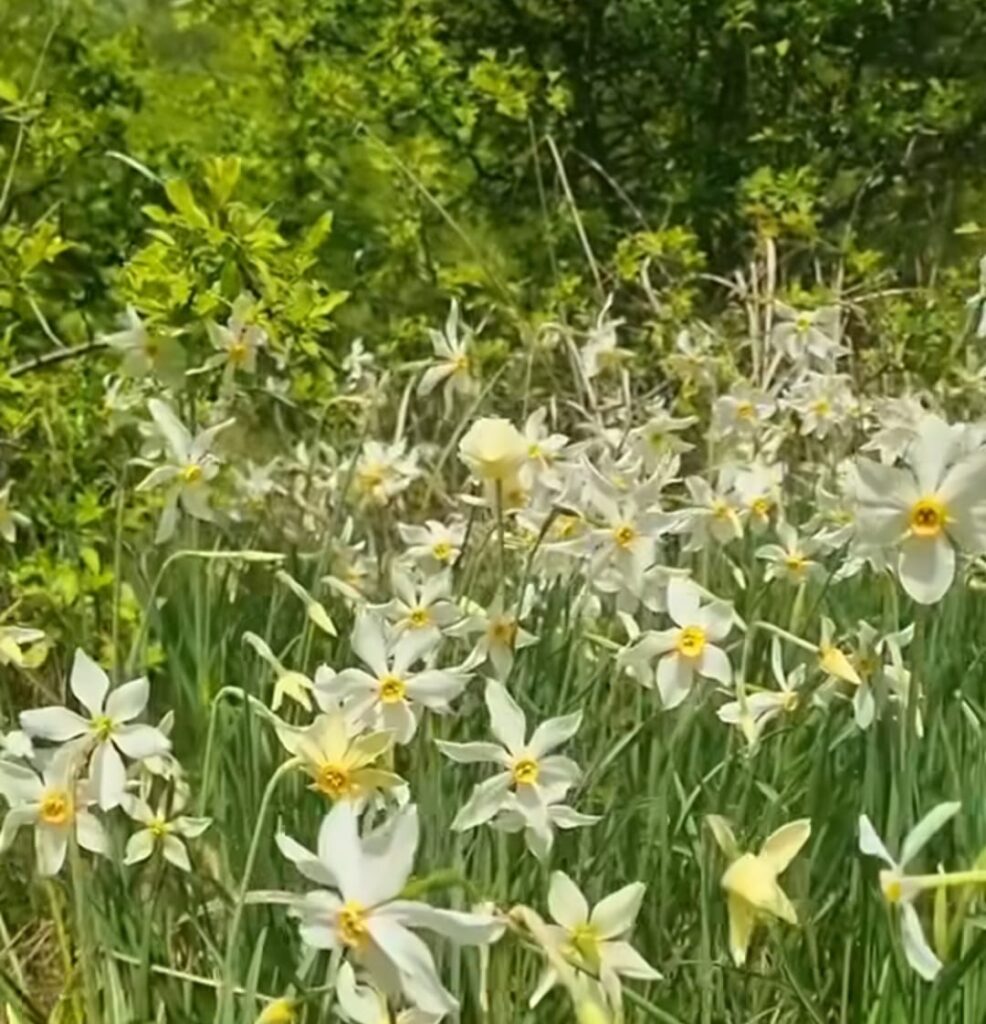 A înflorit Poiana Narciselor, monument al naturii de lângă Târgu Jiu ...