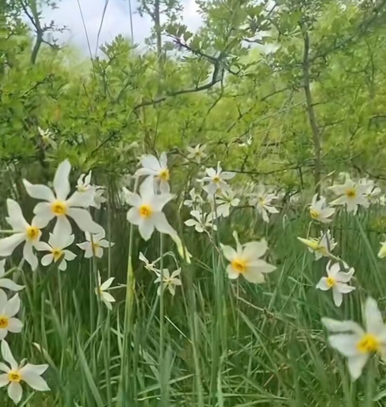 A înflorit Poiana Narciselor, monument al naturii de lângă Târgu Jiu ...