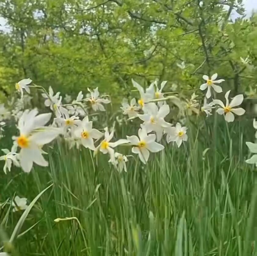A înflorit Poiana Narciselor, monument al naturii de lângă Târgu Jiu ...