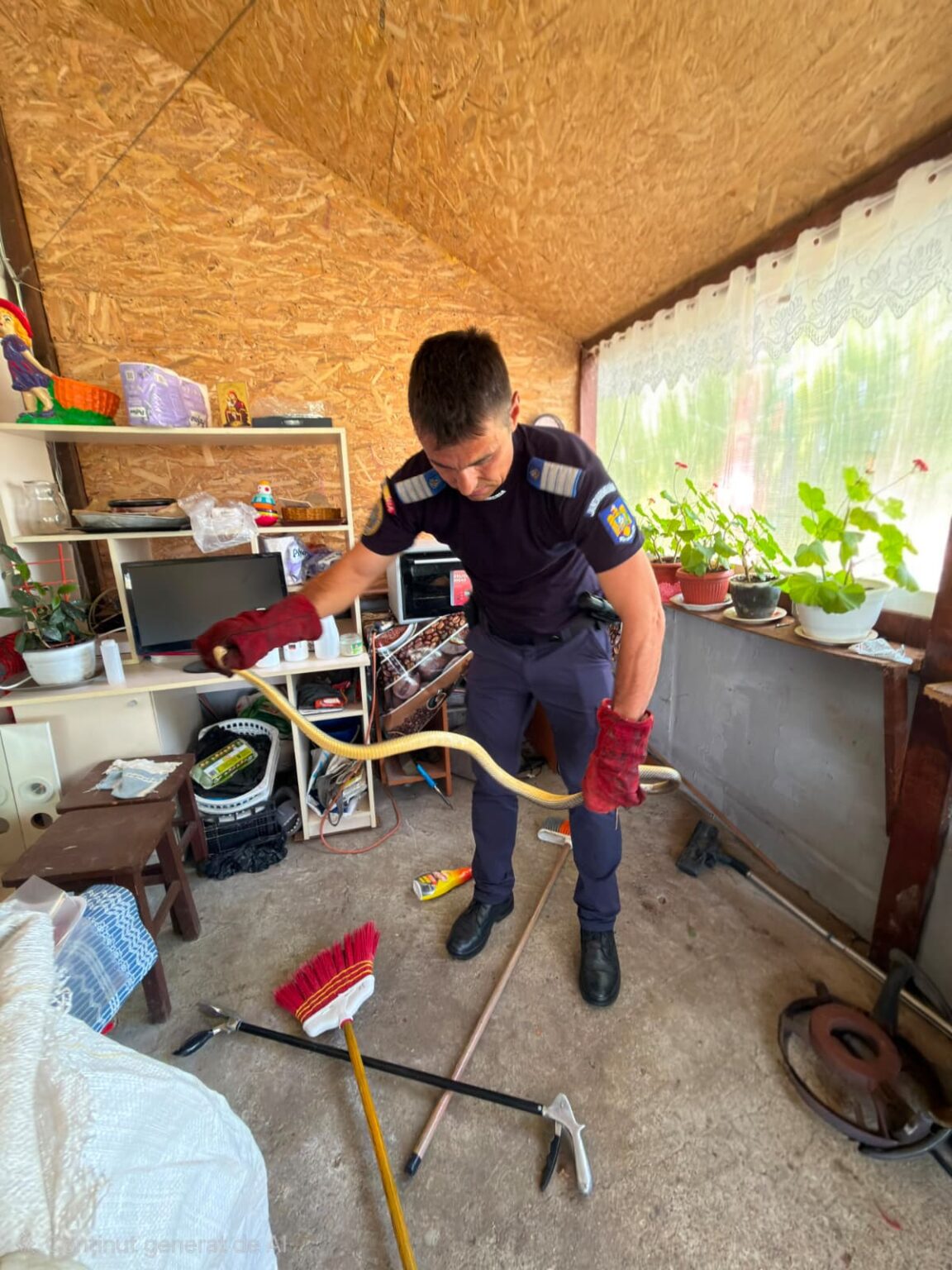 Șarpe de 1,5 metri, capturat din curtea unei locuințe din Olt - GAZETA ...